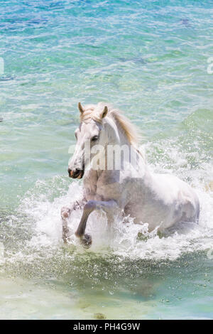 Seychelles Pony. Gray adult mare galloping on a tropical beach ...