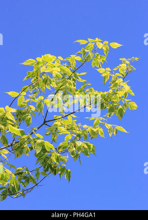 Box Elder (Acer negundo variegatum). Twig with fresh leaves, cultivar ...