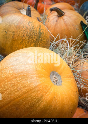 Many large orange pumpkins lie in the straw. Autumn street decoration ...