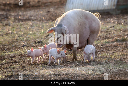litter of piglets Stock Photo - Alamy
