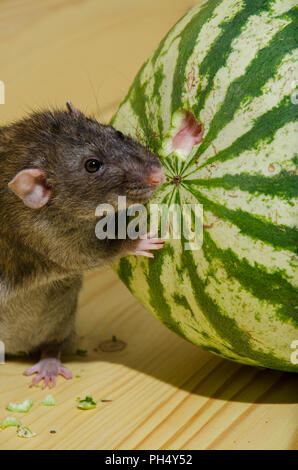 big piece of watermelon on wooden background. rustic style Stock Photo ...