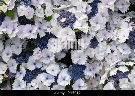 Hydrangea macrophylla Koria Stock Photo - Alamy