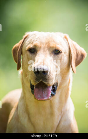 male Labrador Retriever Stock Photo - Alamy