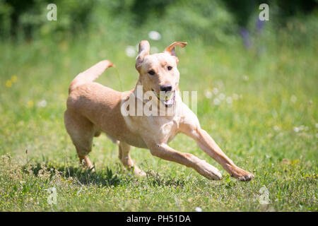 Labrador Retriever. Male dog Kelo, trained as conservation dog for the ...