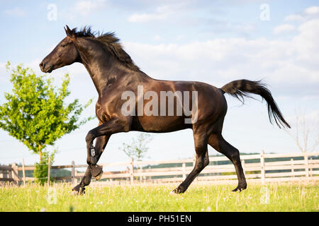Oldenburg Horse. Black gelding galloping on a pasture. Austria Stock ...