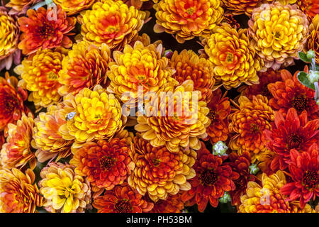 Beautiful orange chrysanthemums in the garden Stock Photo - Alamy