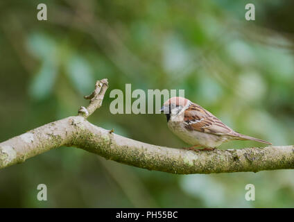 Tree Sparrow, Passer montanus, West Lothian, Scotland, UK Stock Photo ...
