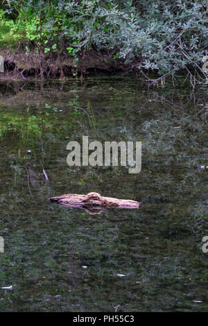 Log floating in lake looks like alligator Stock Photo - Alamy