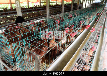 A Bangladeshi labourer feeding the chickens at the Poultry Farm in ...
