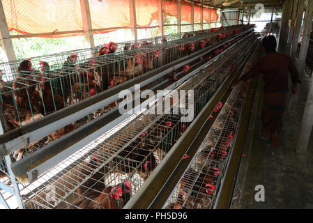 A Bangladeshi labourer feeding the chickens at the Poultry Farm in ...