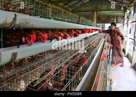 A Bangladeshi labourer feeding the chickens at the Poultry Farm in ...