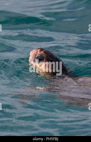 Loggerhead sea turtle Caretta caretta just surfaced in the harbour at ...