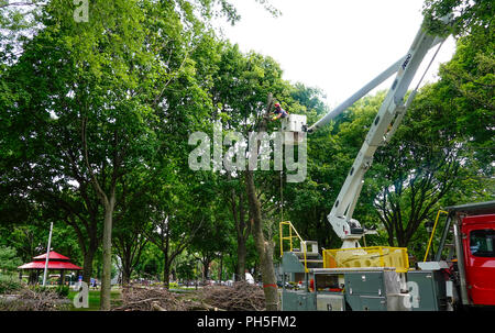 Treating ash trees for bug infestation. Emerald ash borer beetles, a ...