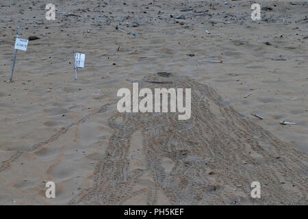 Footprint of hatchlings Loggerhead Sea Turtle (Caretta caretta Stock ...
