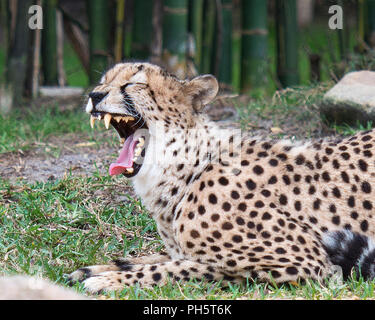 cheetah's open mouth Stock Photo - Alamy