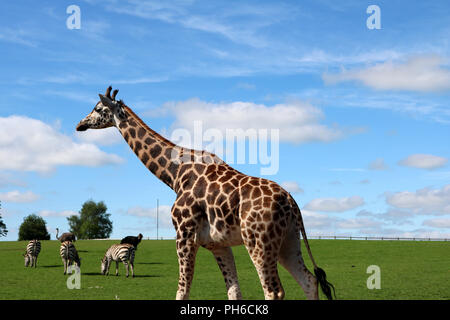 A Rothschild Giraffe at Fota Wildlife Park in County Cork in the ...