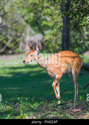 Impala, Aepyceros melampus, Tanzania, East Africa Stock Photo - Alamy