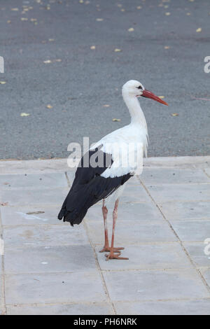Stork, Paphos zoo, Paphos, Cyprus Stock Photo - Alamy