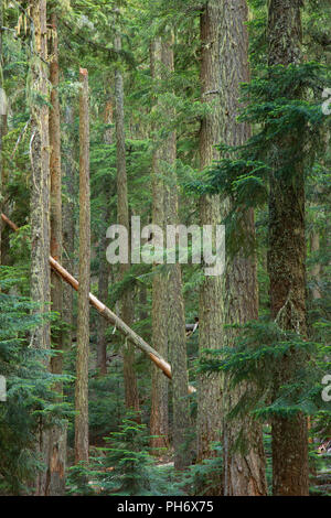 Ancient forest along Shellrock Lake Trail, Roaring River Wilderness, Mt ...