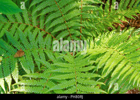 Dicksonia fibrosa (common names golden tree fern, and whekî-ponga or ...