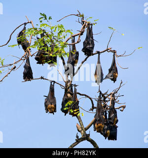 Fruit bats roost in a tree in Kakadu National Park, Northern Territory ...