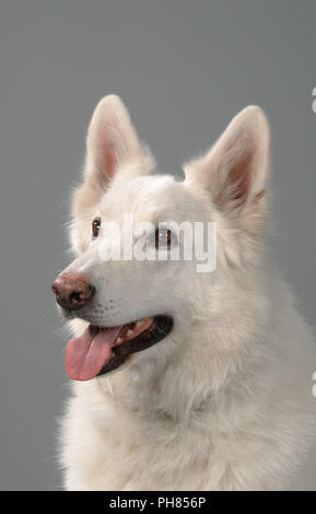 American Canadian White Shepherd Dog Stock Photo - Alamy