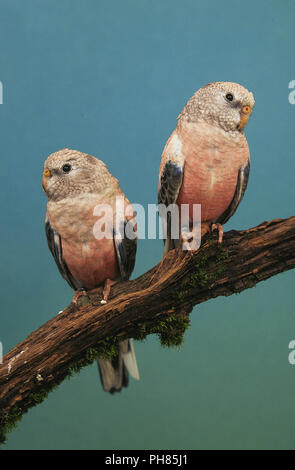 Bourke parrot 'Neopsephotus bourkii', pink mutation Stock Photo - Alamy