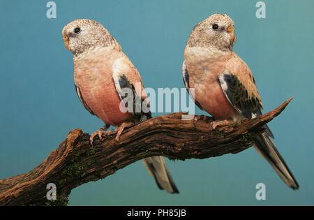 Bourke parrot 'Neopsephotus bourkii', pink mutation Stock Photo - Alamy