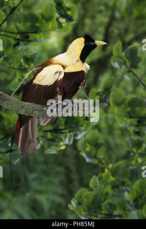 Red Bird-of-Paradise. The red bird of paradise (Paradisaea rubra ...