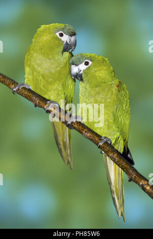 Hahn's Macaw / Noble Macaw Stock Photo - Alamy