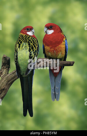Eastern Rosella female Platycercus eximius Stock Photo - Alamy