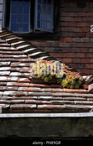 SEMPERVIVUM. HOUSELEEKS GROWING ON A TILED ROOF Stock Photo - Alamy