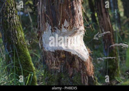 Fallen tree through a beaver Stock Photo - Alamy