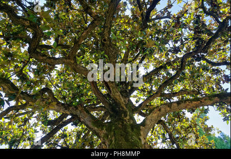 Magnolia sempreverde Grandiflora in Padova botanical garden Stock Photo ...