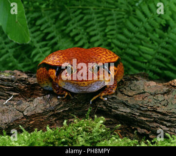 Madagascar tomato frog Stock Photo - Alamy
