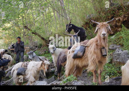 Nepal Wild Mountain Goat in the Everest Region Of Nepal Stock Photo - Alamy