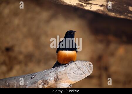 Mocking cliff-chat, Thamnolaea cinnamomeiventris, single bird on branch ...