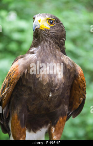powerful perched hawk Stock Photo - Alamy