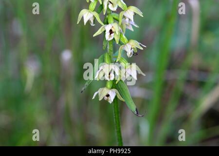 Flowers of the wild orchid Epipactis muelleri Stock Photo - Alamy