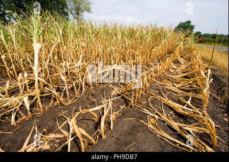 Dying corn plant Stock Photo - Alamy