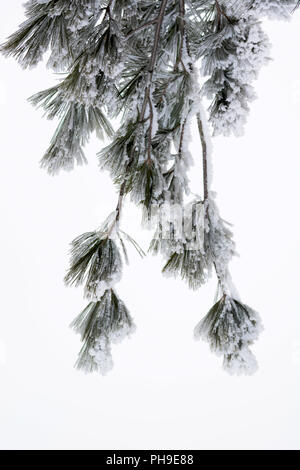 Closeup of pine tree branches covered with fresh fallen snow in winter mountain forest on cold ...