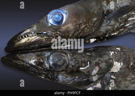 Black scabbardfish, Madeira Stock Photo - Alamy