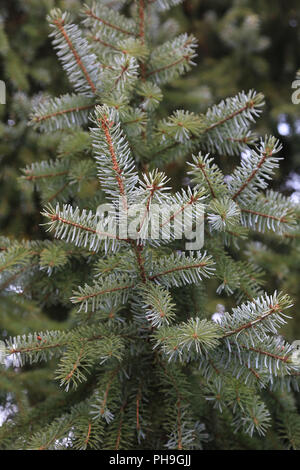 sitka spruce (Picea sitchensis), branch, detail Stock Photo - Alamy