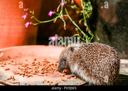 Native English hedgehog babies, or hoglets, eating in a suburban garden ...