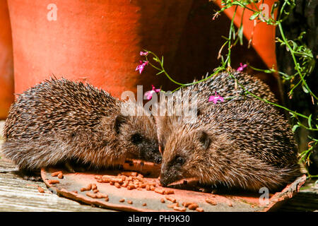 Native English hedgehog babies, or hoglets, eating in a suburban garden ...