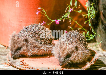 Native English hedgehog babies, or hoglets, eating in a suburban garden ...