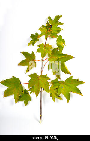 Autumn branch with colorful leaves isolated on white background Stock ...