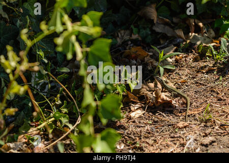 A nimble lizard in the wild. A green lizard on a background of dry ...