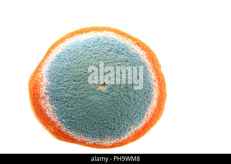 Spoiled orange with mold, on white background Stock Photo - Alamy