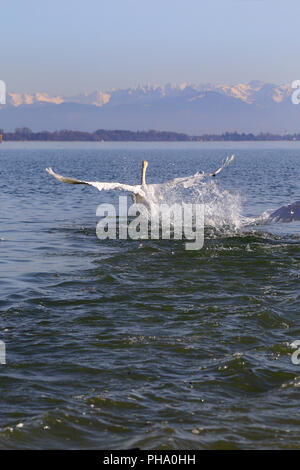 Germany, Lake Constance and swans, Alps in the background, in the ...